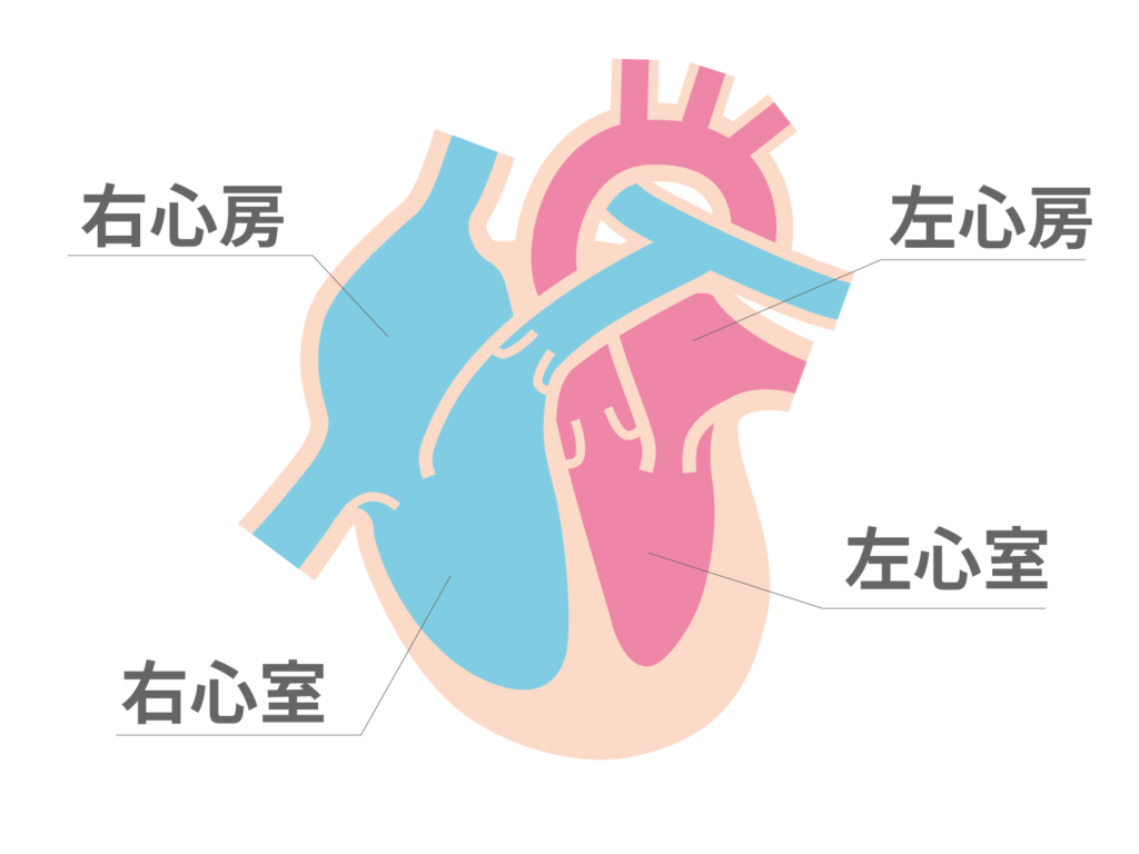 【中学理科】心臓のつくりの覚え方〜4つの部屋の名前をイラスト・図で暗記しよう〜 | tomo